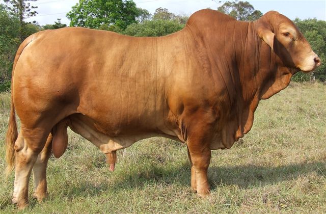 Droughtmaster - Alchetron, The Free Social Encyclopedia